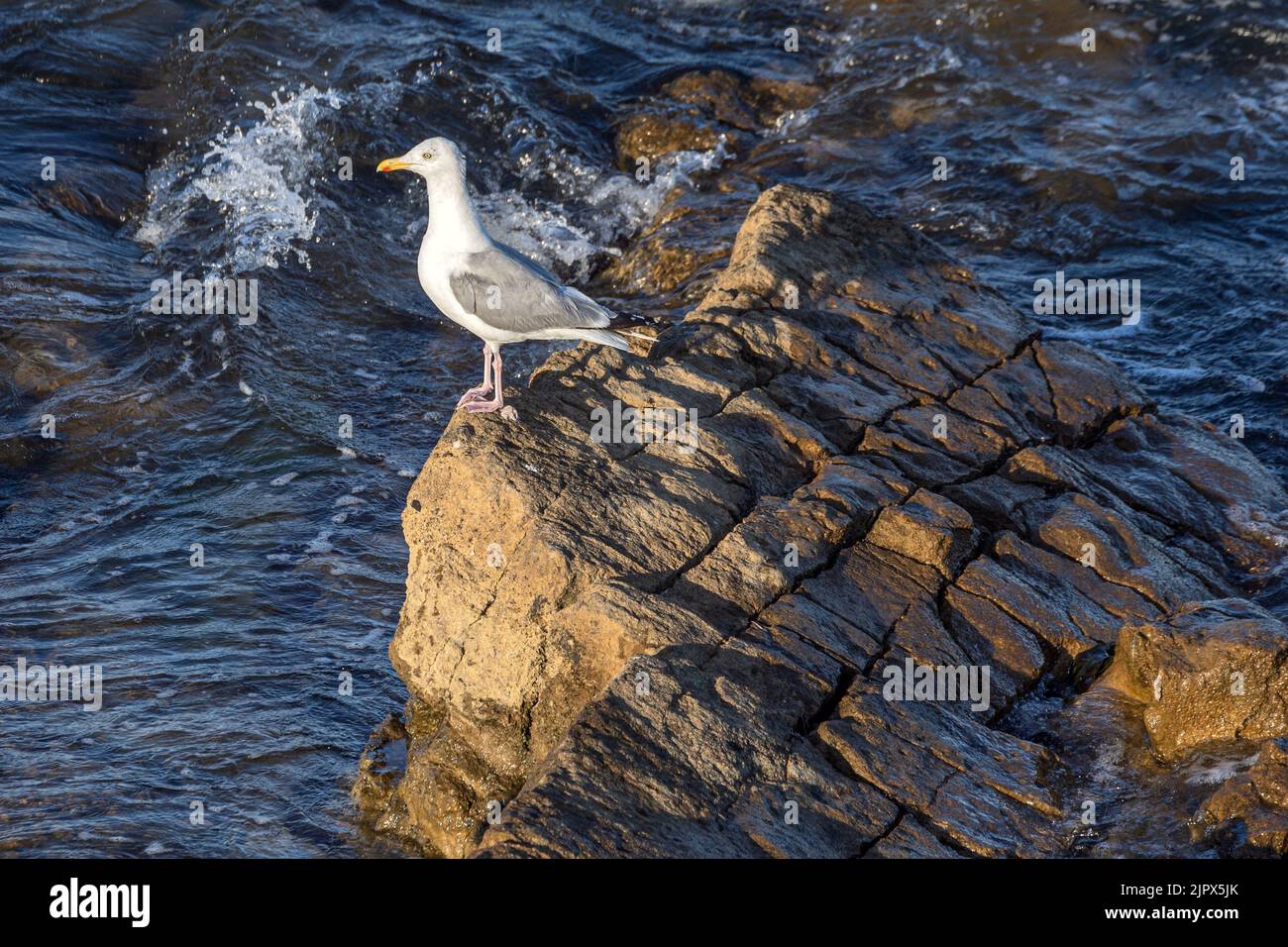 Herring Gull on rocks, Peveril point, Swanage Bay, dusk, summertime ...