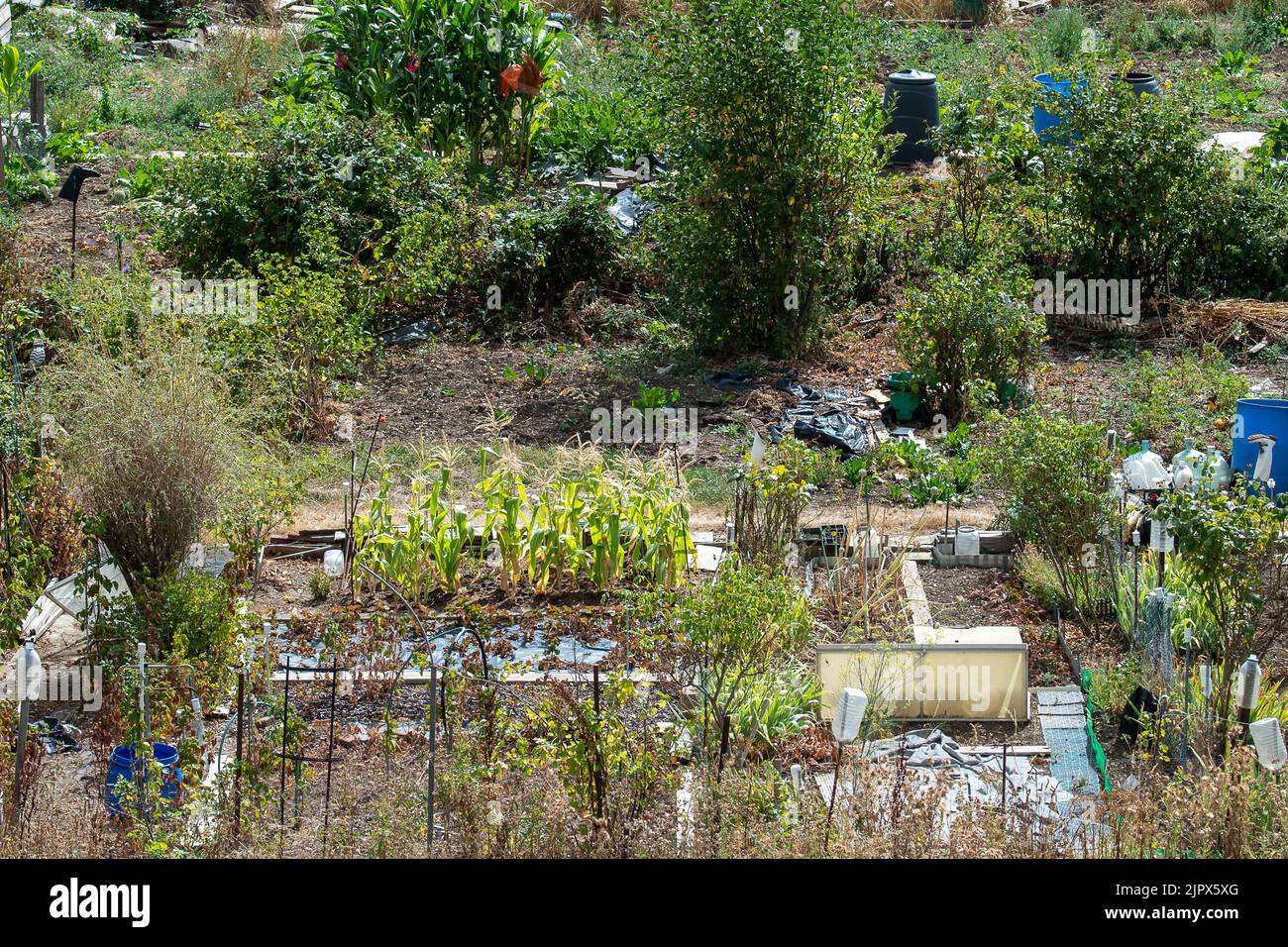 Slough Berkshire Uk 20th August 2022 Vegetables On An Allotment