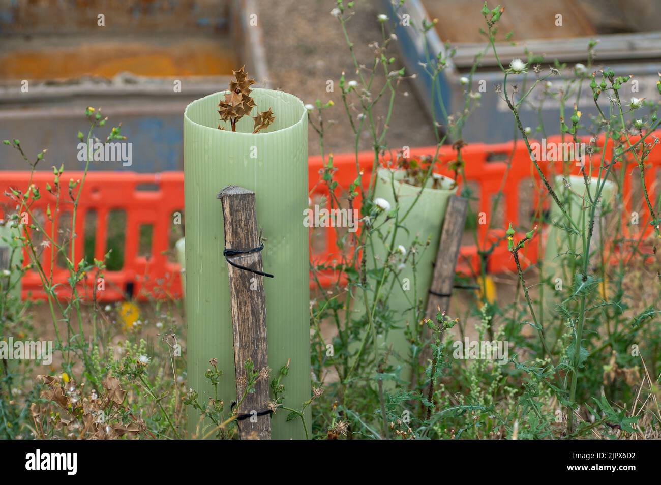 Slough Berkshire Uk 20th August 2022 Tree And Shrub Saplings