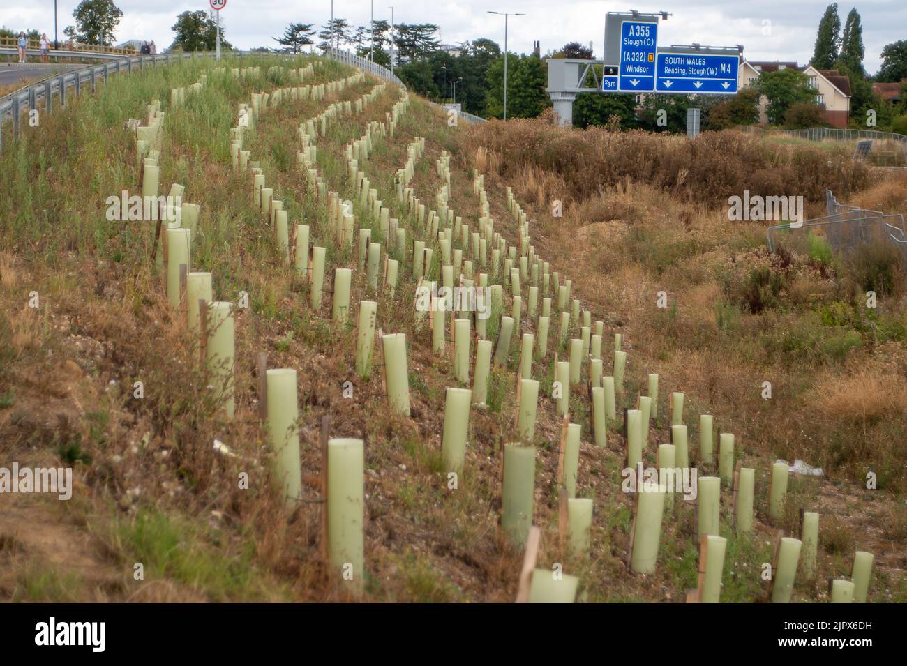 Slough Berkshire Uk 20th August 2022 Tree And Shrub Saplings