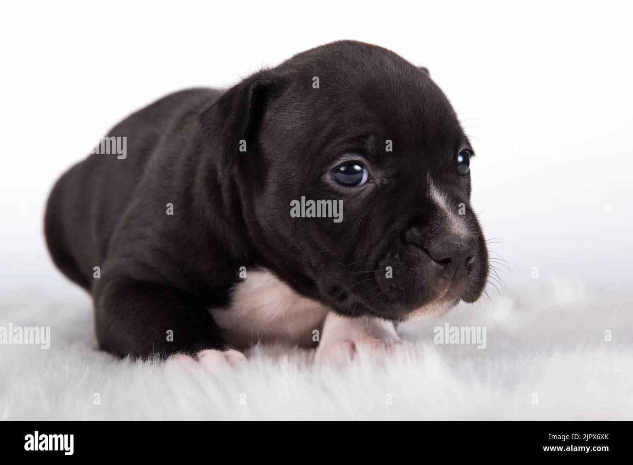Black and white American Staffordshire Terrier dog or AmStaff puppy on ...