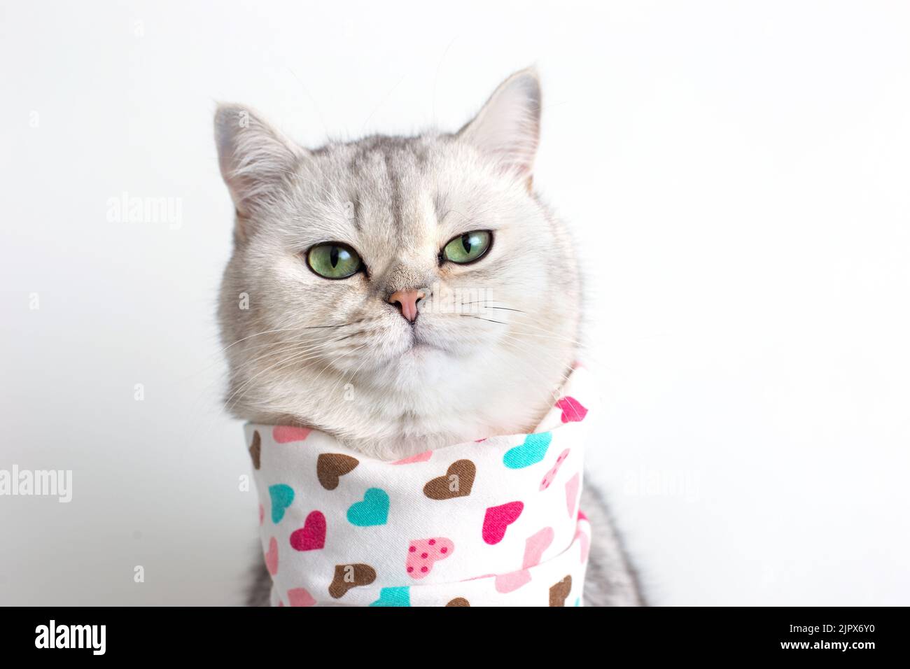 Cat with bib hi-res stock photography and images - Alamy