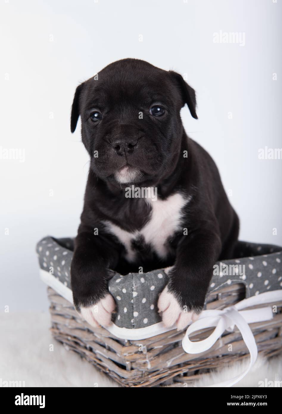 Black and white American Staffordshire Terrier dog or AmStaff puppy on ...