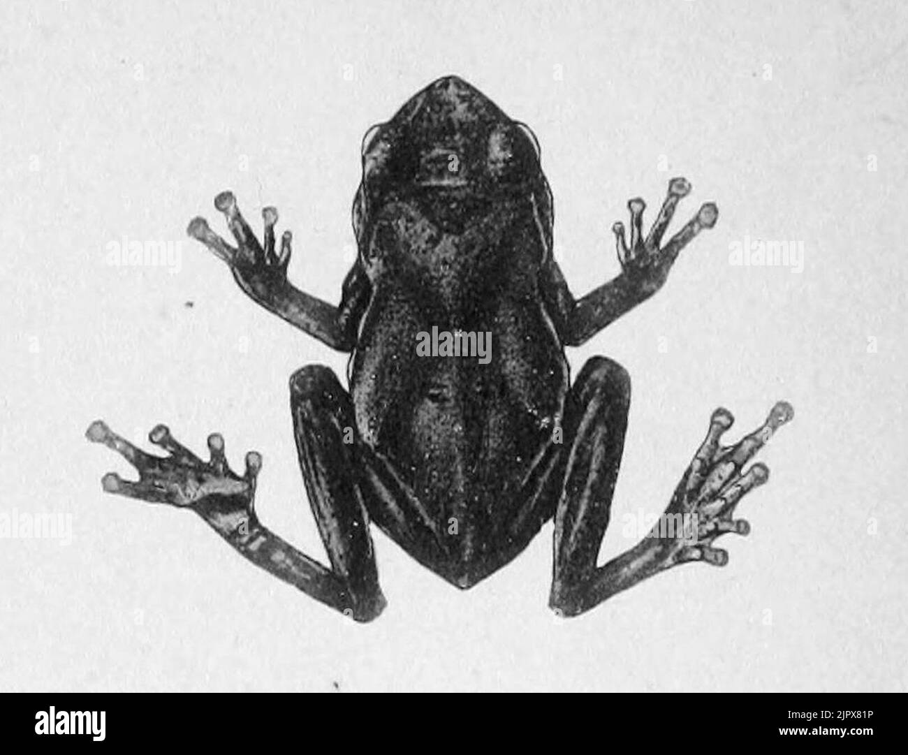 Andersoni hi-res stock photography and images - Alamy