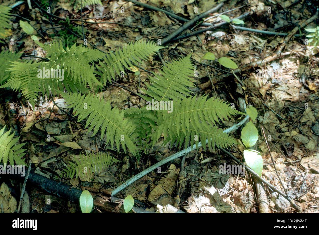 Thelypteris noveboracensis hi-res stock photography and images - Alamy
