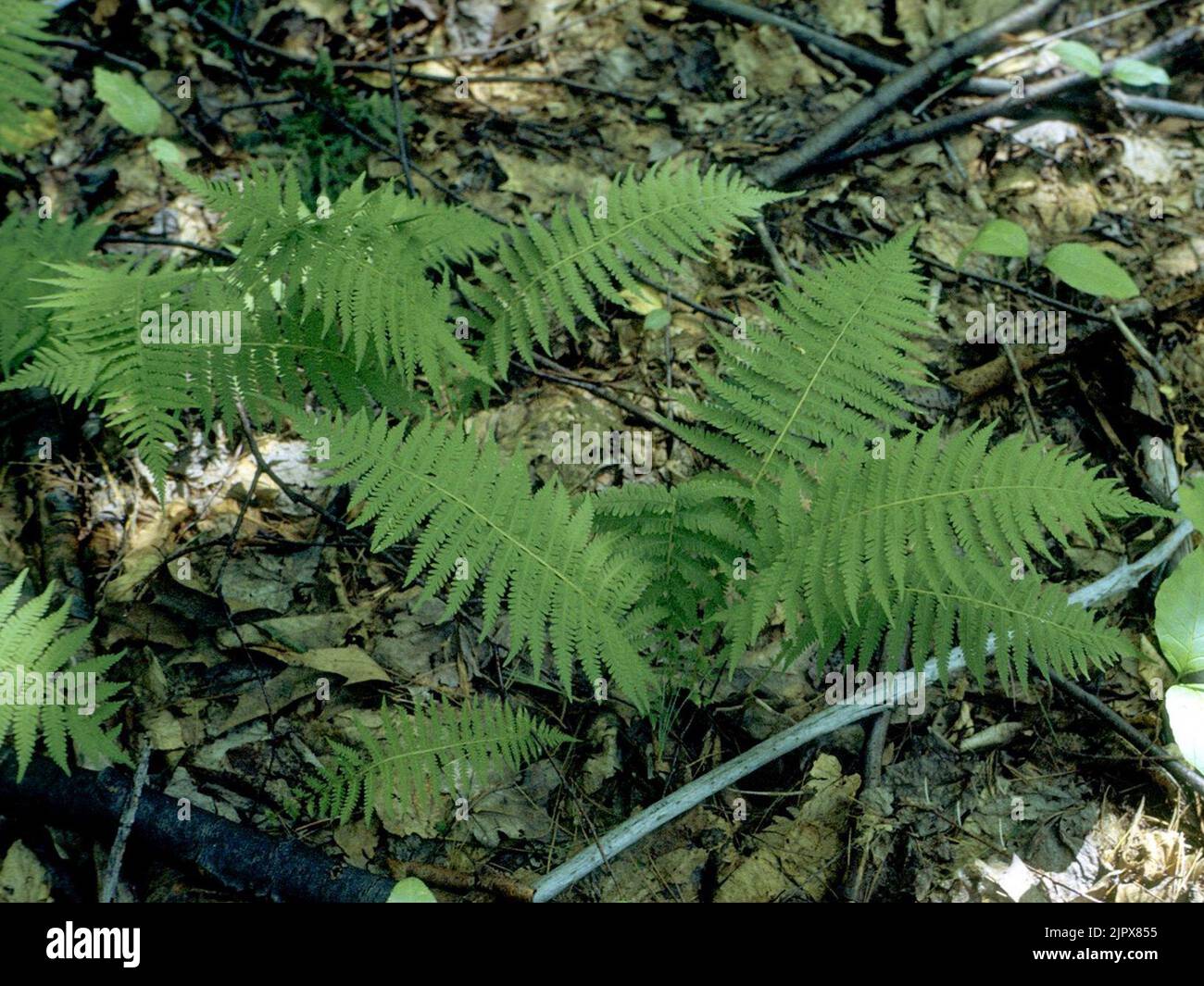 Thelypteris noveboracensis NRCS-002 4x3 Stock Photo - Alamy