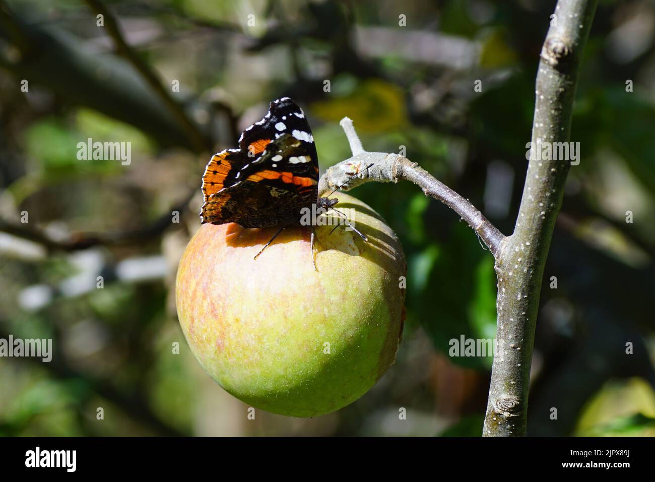A butterfly, the red admiral (Vanessa atalanta) of the family ...
