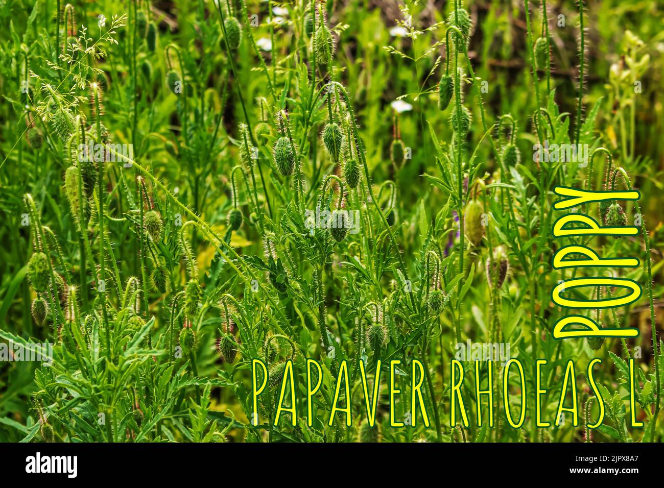 Blooming poppy Papaver rhoeas L. Also called poppy or corn rose, it is ...