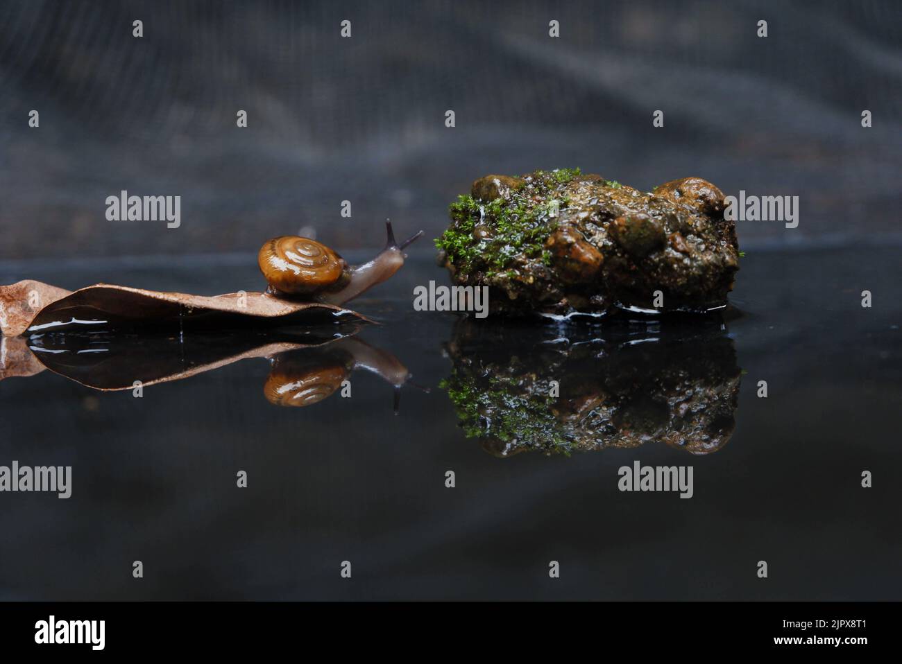 A beautiful closeup shot of a water snail and moss covered stone with ...