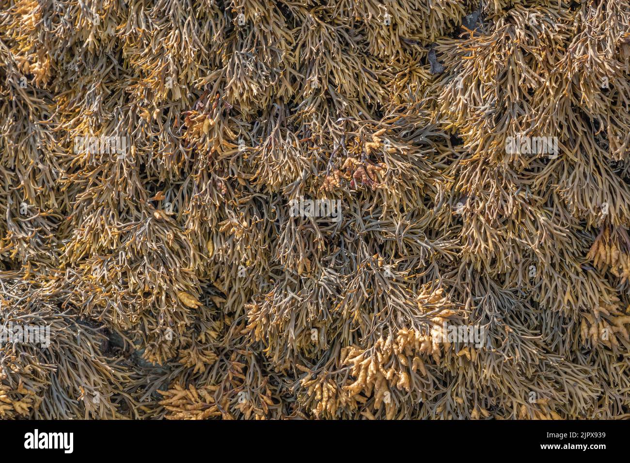 Close up background of seaweed brown and yellow and attached to a rock ...
