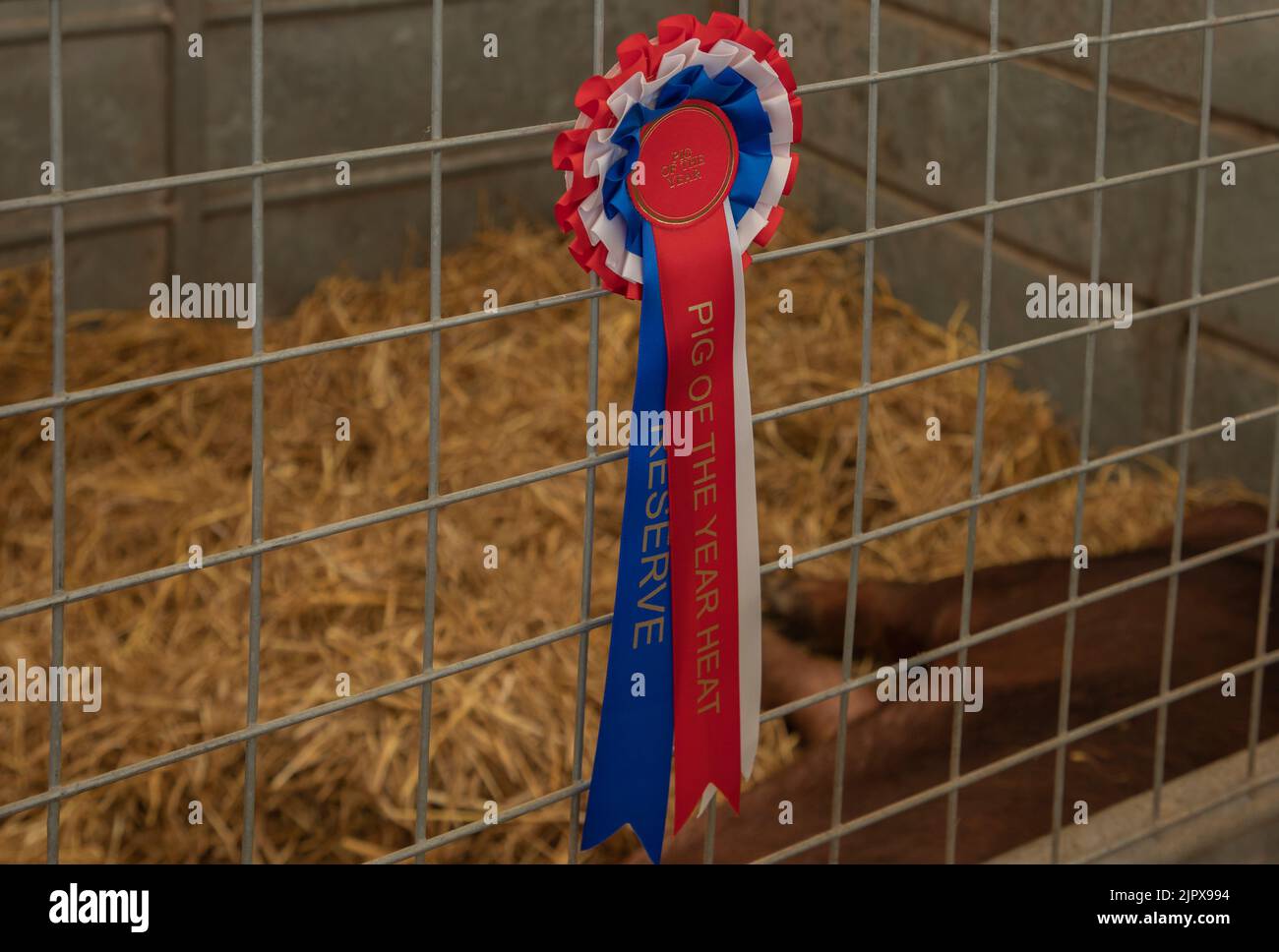 Rosette on the pen of an award winning pig which can be seen in the ...