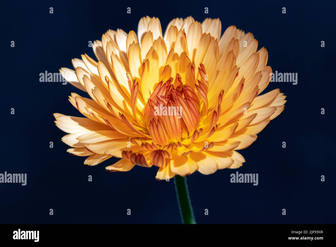 Botanical photograph of flower hi-res stock photography and images - Alamy