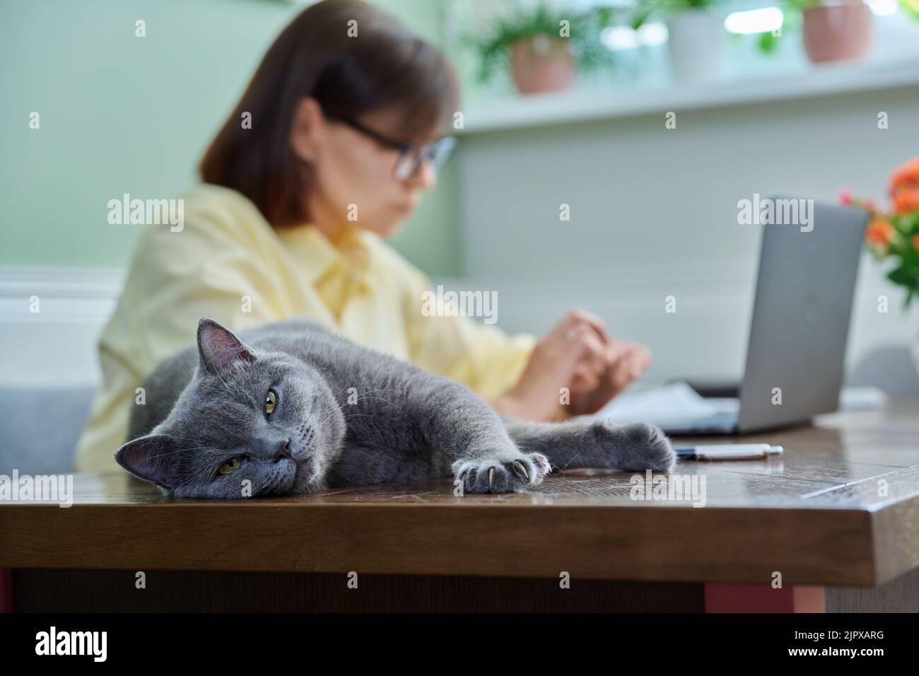 Close-up of relaxed cat lying on table near female owner working with ...