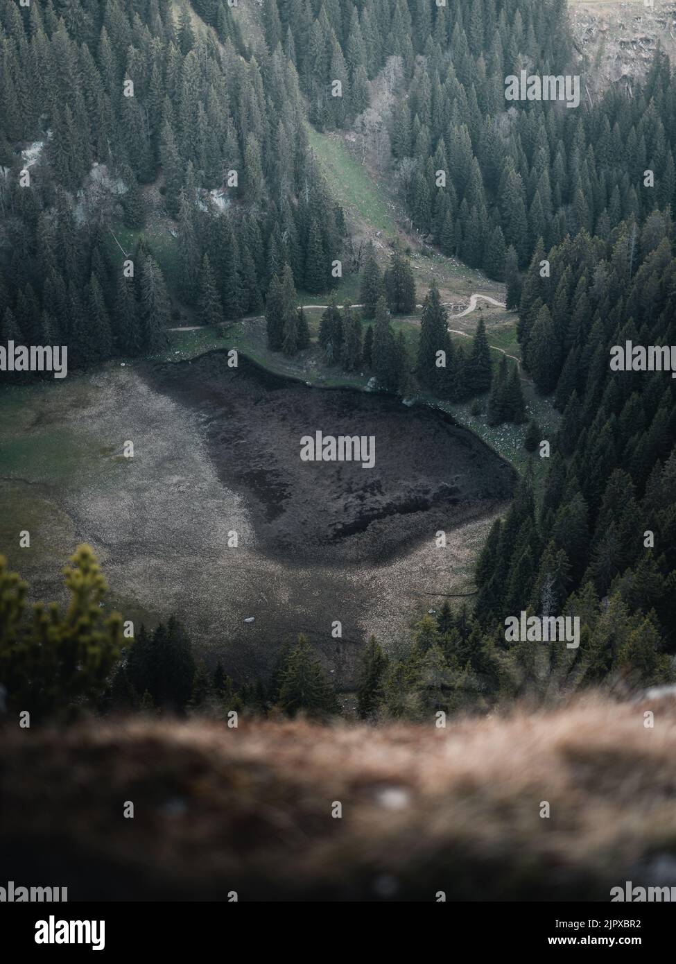 A view from a high point of landscape with lots of pine trees Stock ...