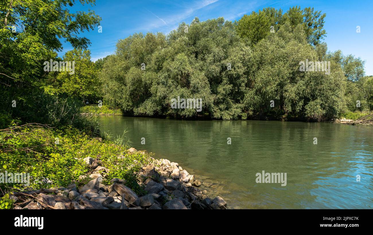 A tranquil river flowing through a dense forest with a green vegetation ...