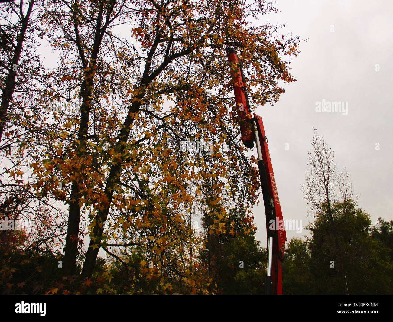 Crane working through the trees in Santiago, Chile Stock Photo - Alamy