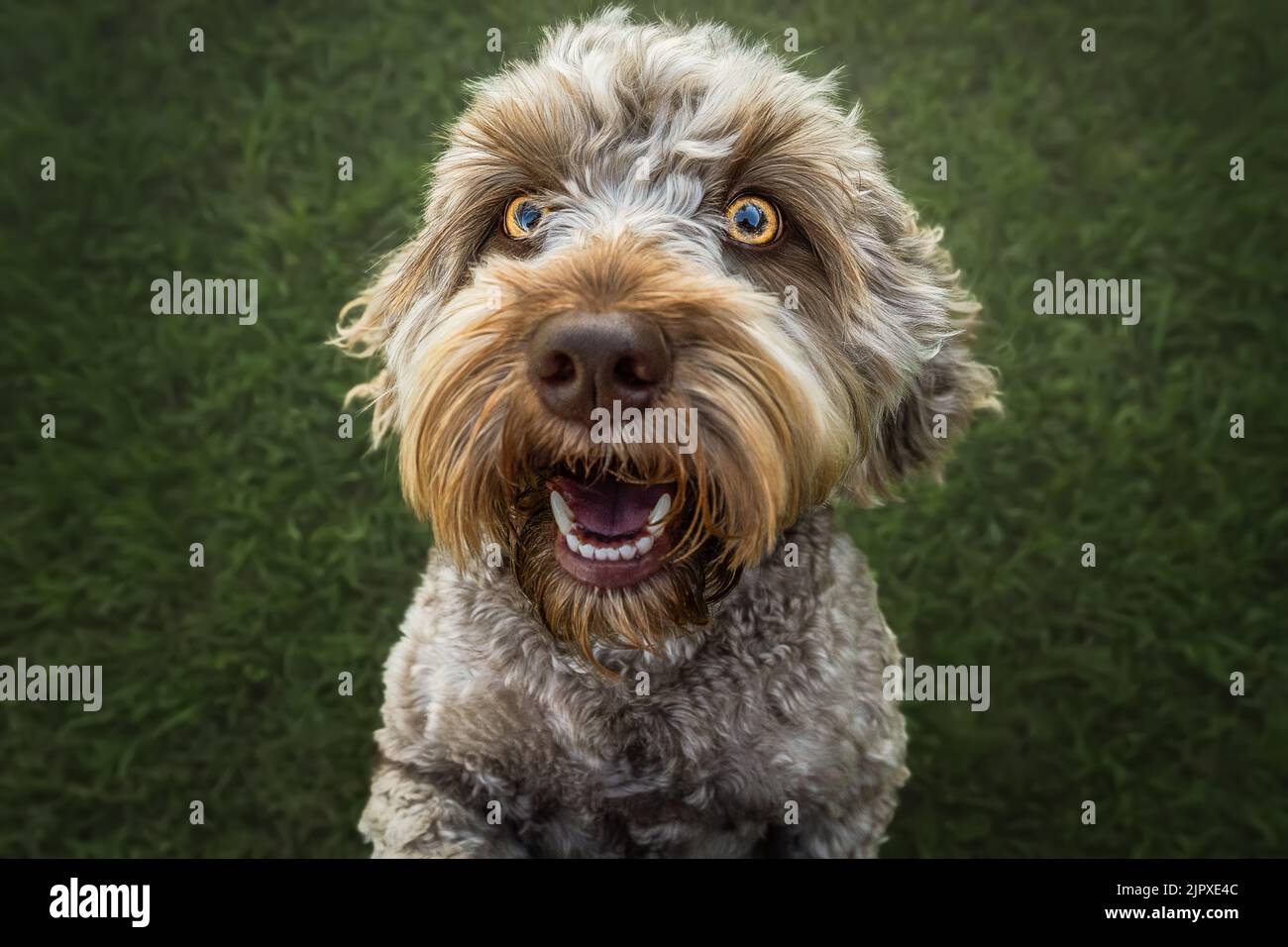 The portrait of a Labradoodle looking at the camera with a funny ...