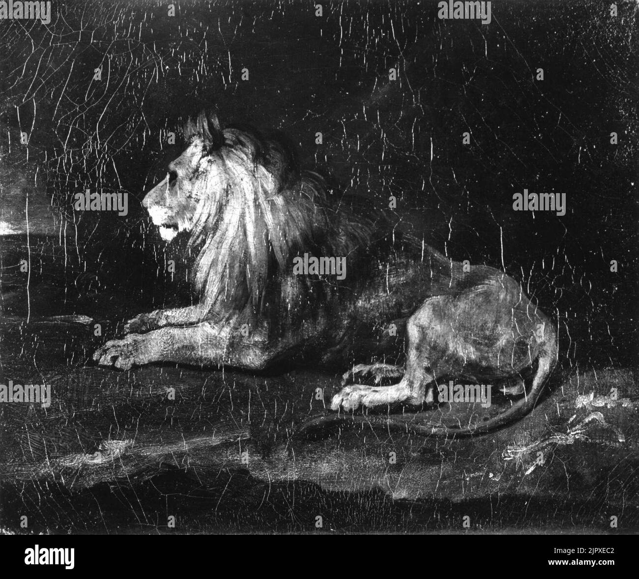 Lion in repose hi-res stock photography and images - Alamy