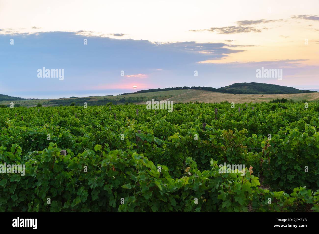 Vineyards on the hillside. Sunset in the Taman countryside Stock Photo ...