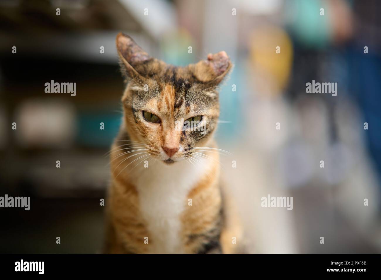A cute domestic cat laying on the floor in a blur Stock Photo - Alamy