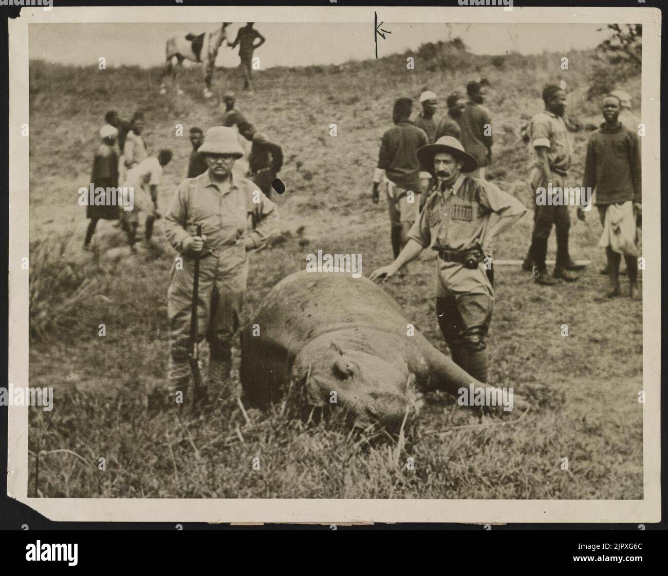 Theodore Roosevelt standing with a rifle next to a dead hippopotomus ...