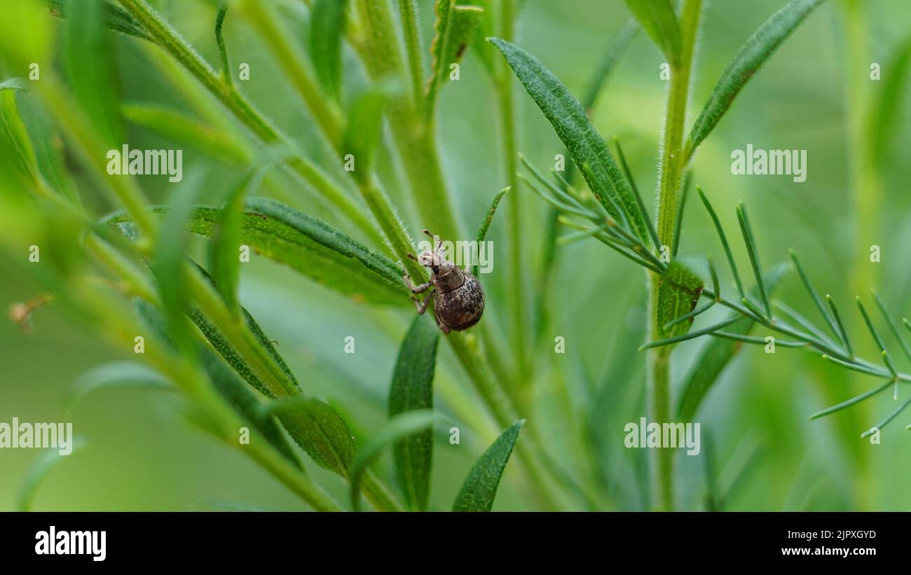 A two-banded Japanese Weevil (Pseudocneorhinus bifasciatus) on a green ...