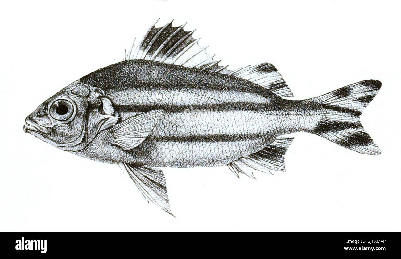 Therapon theraps Ford 18 Stock Photo - Alamy