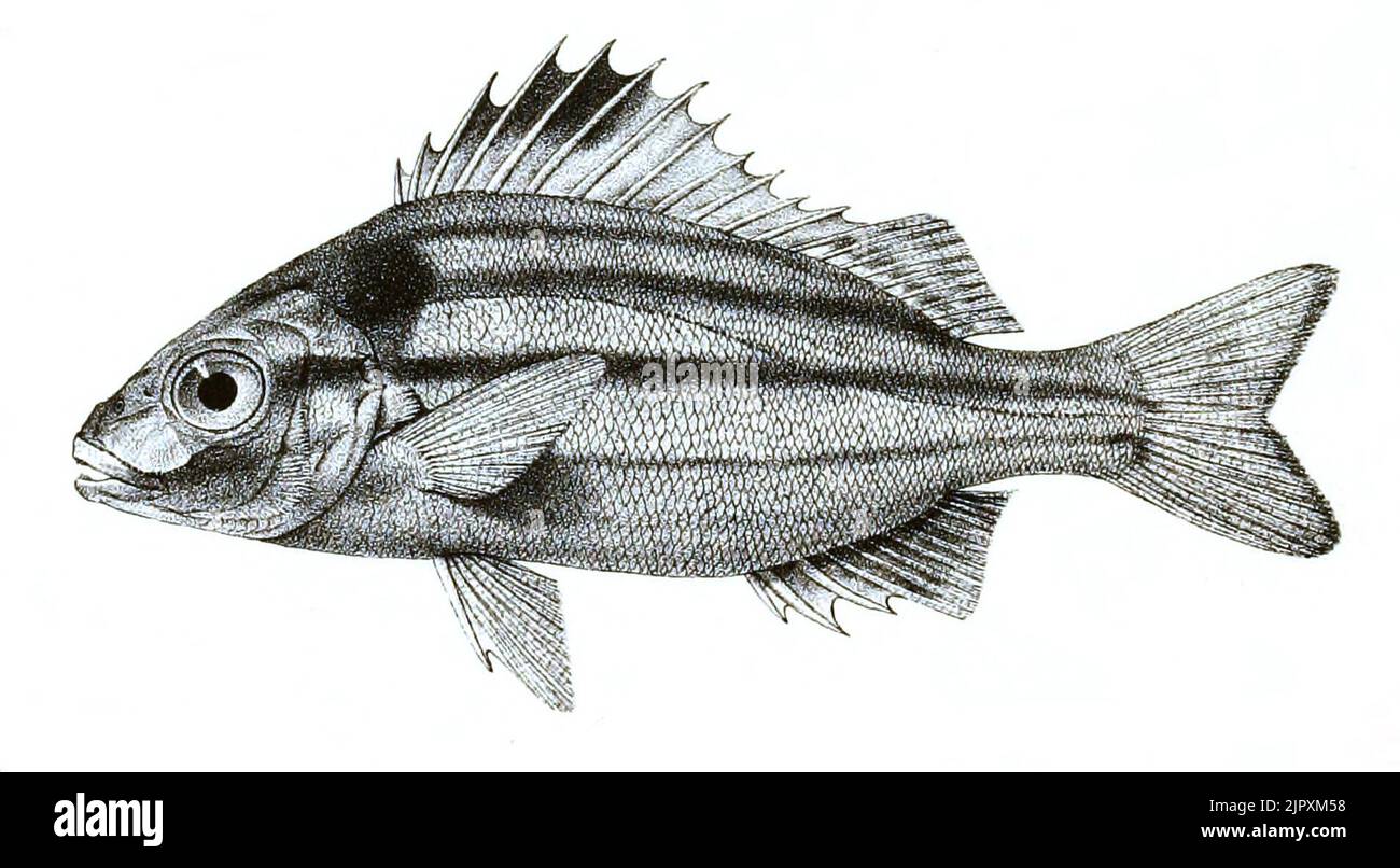 Therapon quadrilineatus Ford 18 Stock Photo - Alamy