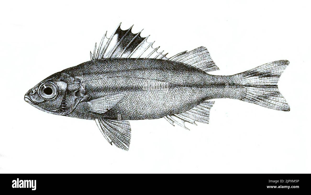 Therapon puta Ford 18 Stock Photo - Alamy