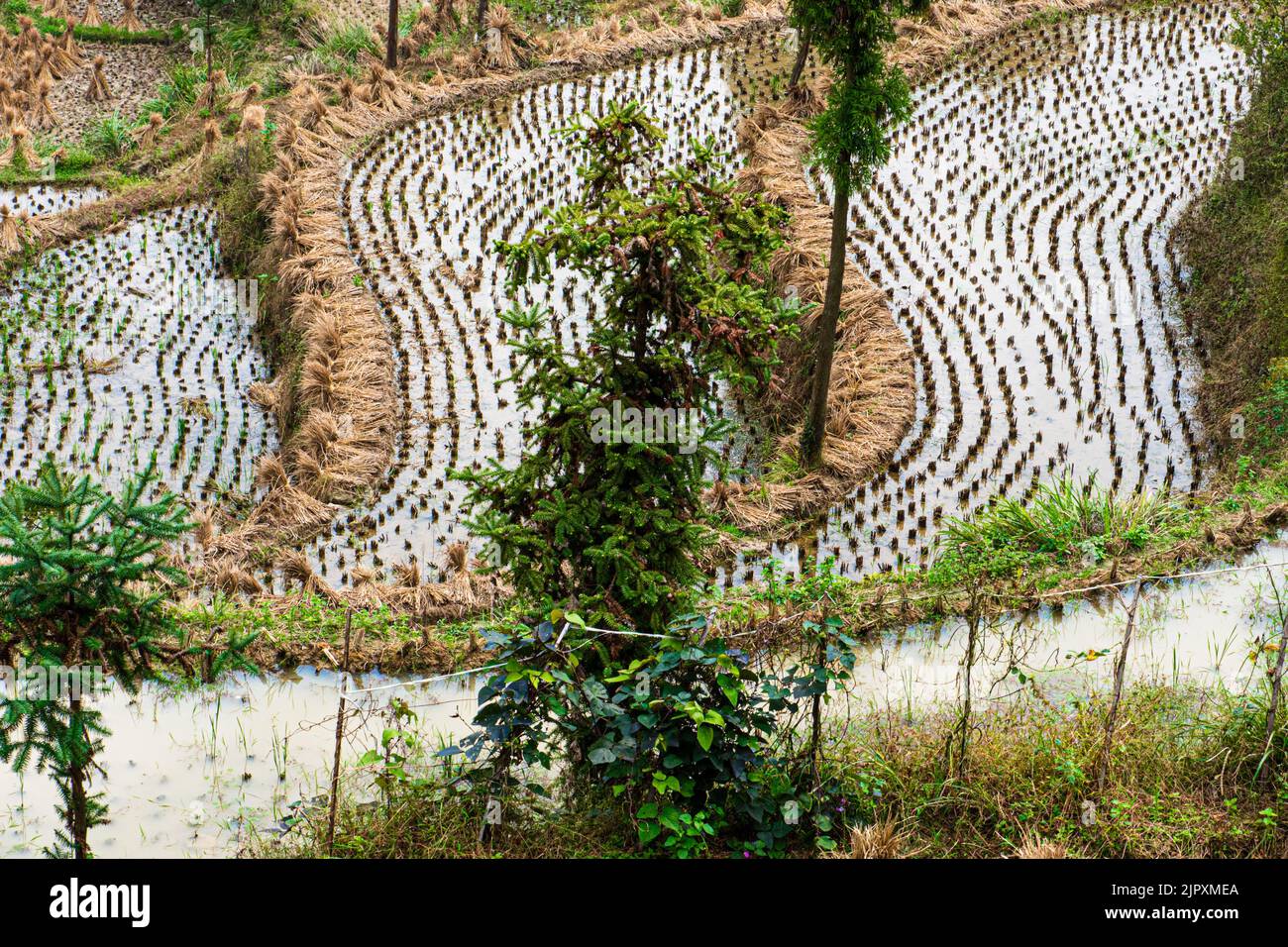 Senmaida rice terraces hi-res stock photography and images - Alamy