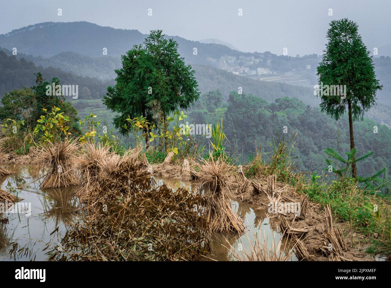Terraced rice paddy fields provide a scenic agricultural beauty in ...