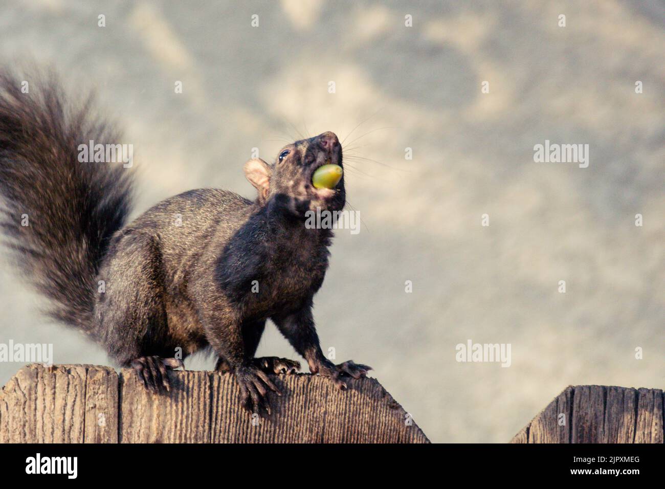 Black eastern gray squirrel sitting on a fence Stock Photo - Alamy