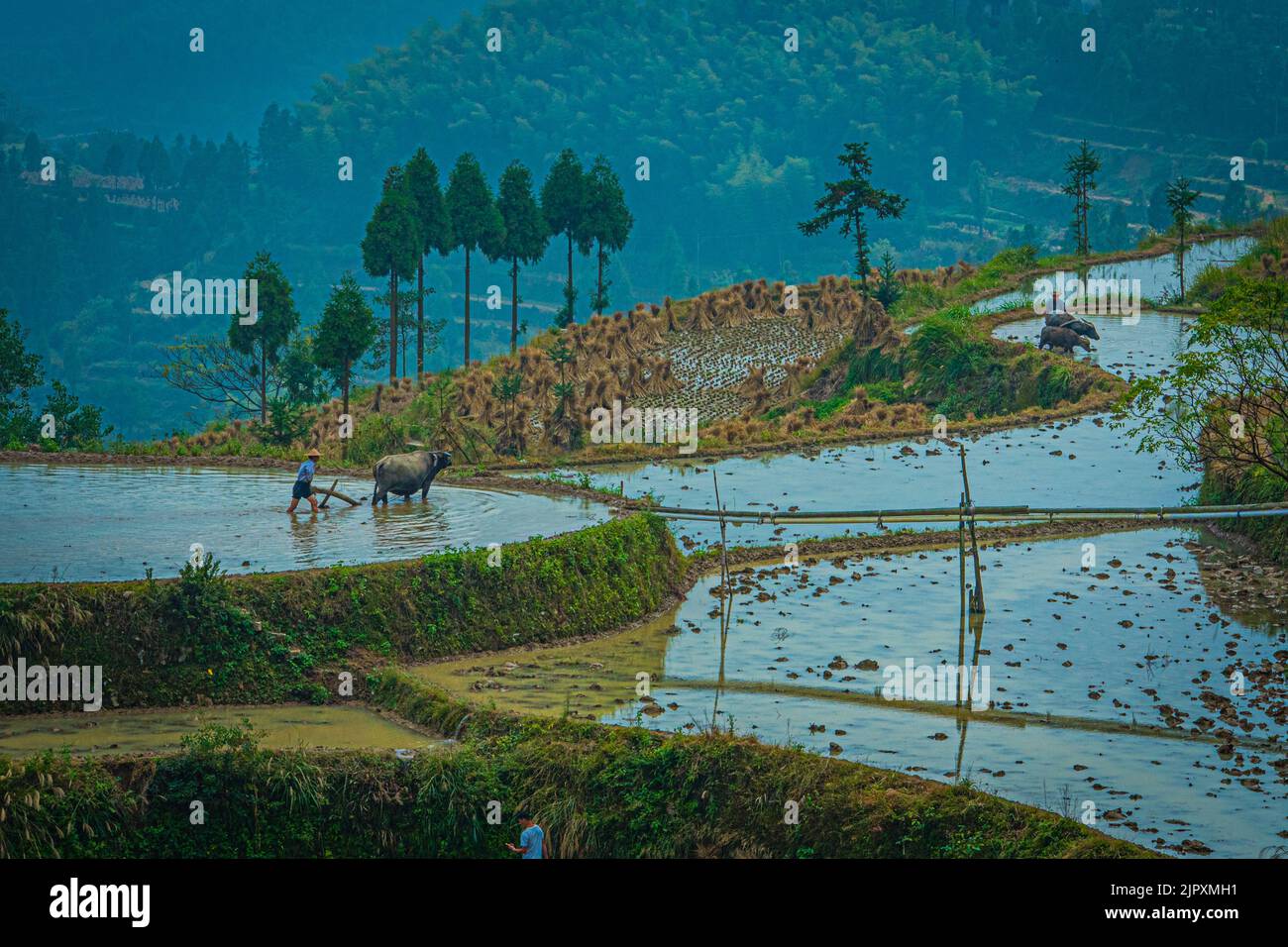 Chinese field worker in terraced rice paddy fields in China Stock Photo ...