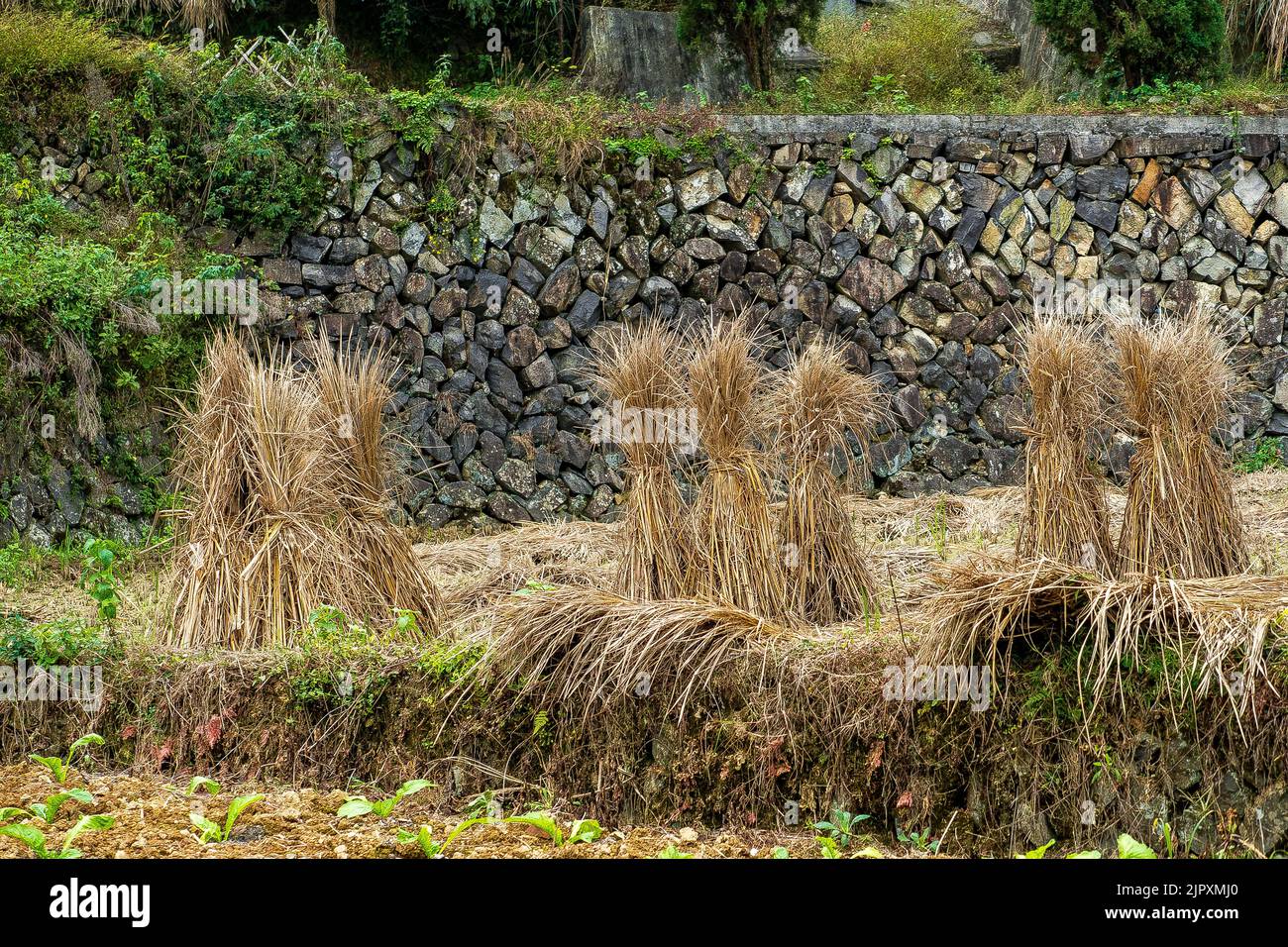Terraced rice paddy fields provide a scenic agricultural beauty in ...