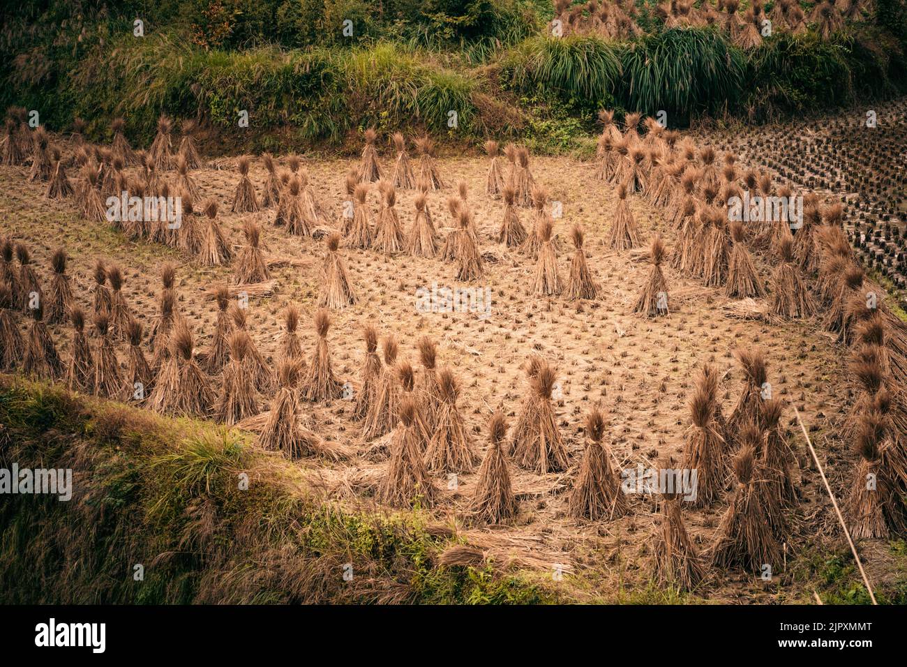 Terraced rice paddy fields provide a scenic agricultural beauty in ...