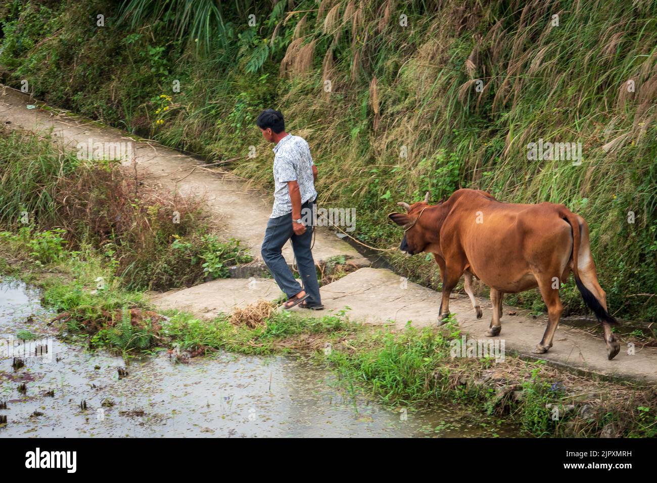 Terraced rice paddy fields provide a scenic agricultural beauty in ...