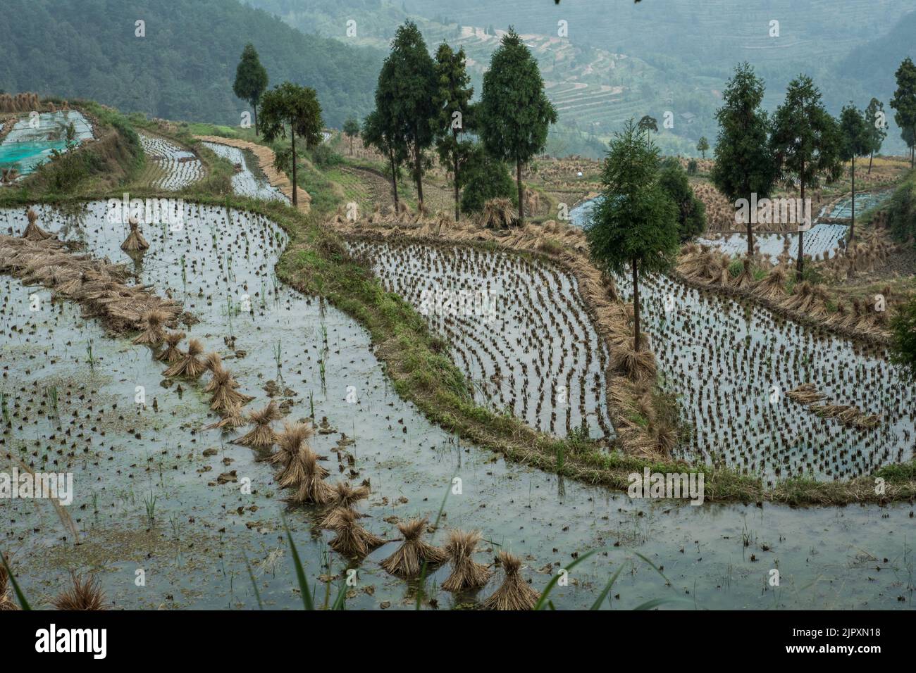 Terraced rice paddy fields provide a scenic agricultural beauty in ...