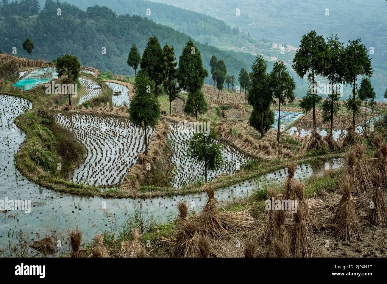 Senmaida rice paddy terrace hi-res stock photography and images - Alamy