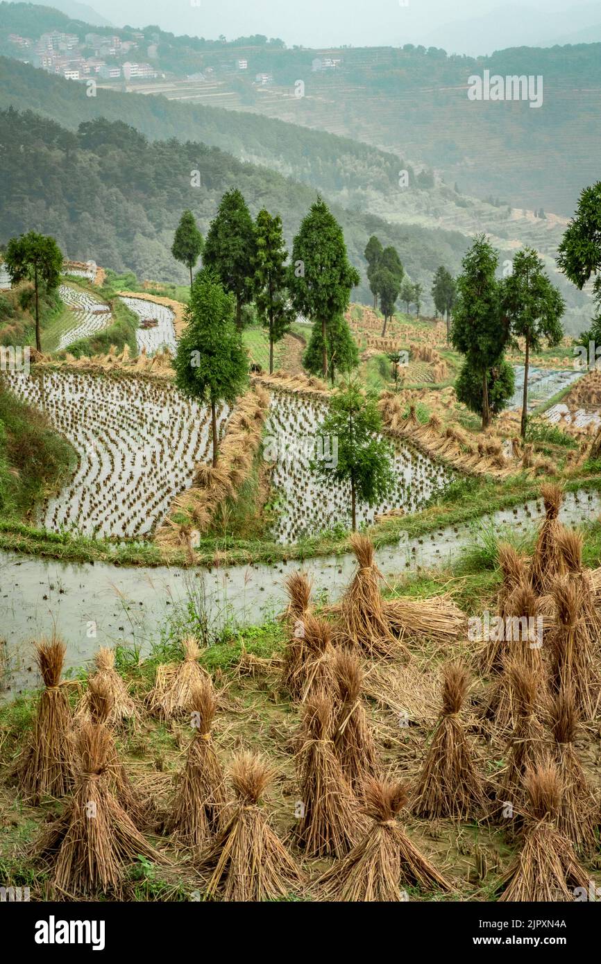Terraced rice paddy fields provide a scenic agricultural beauty in ...