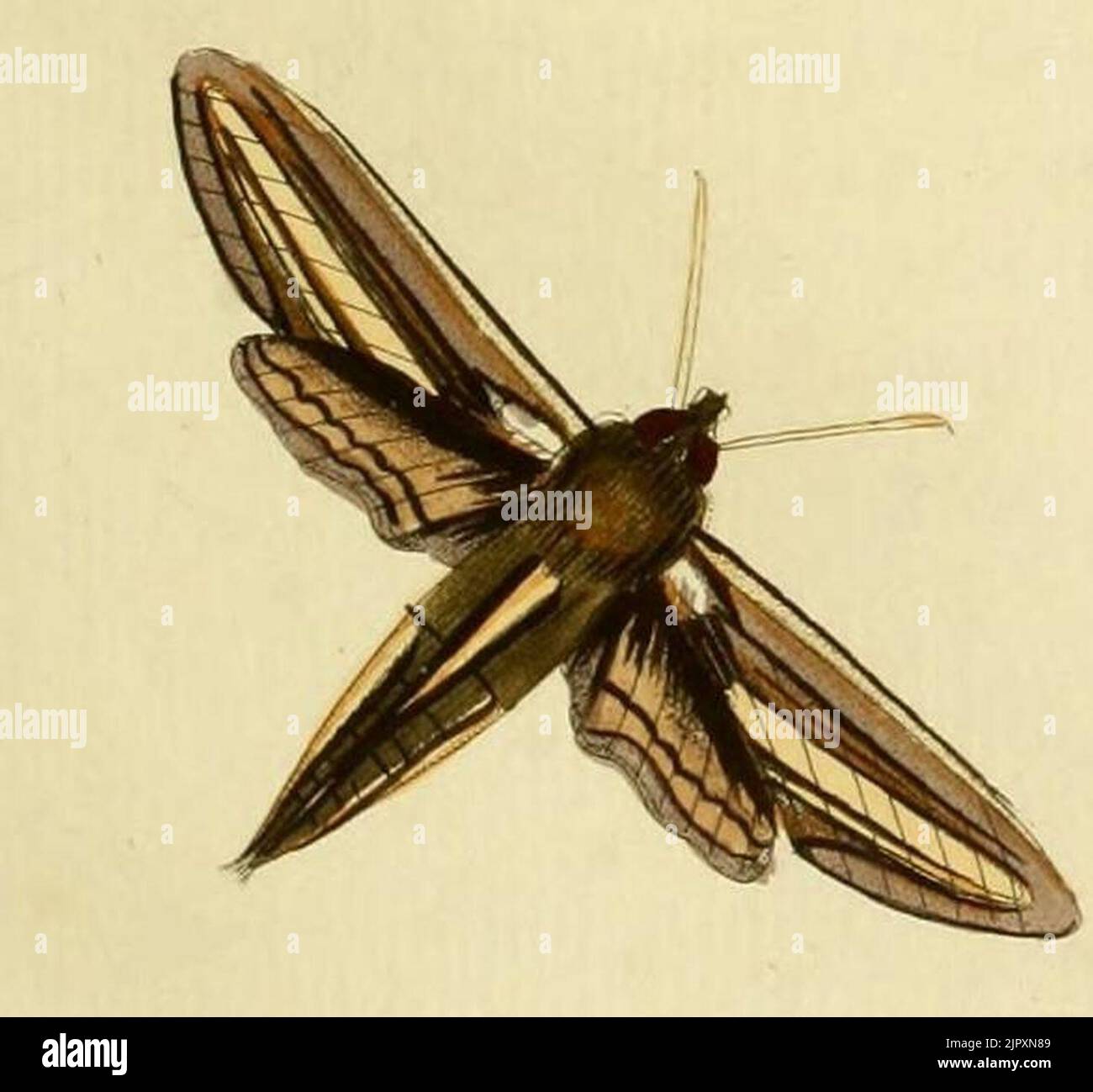 Theretra hi-res stock photography and images - Alamy