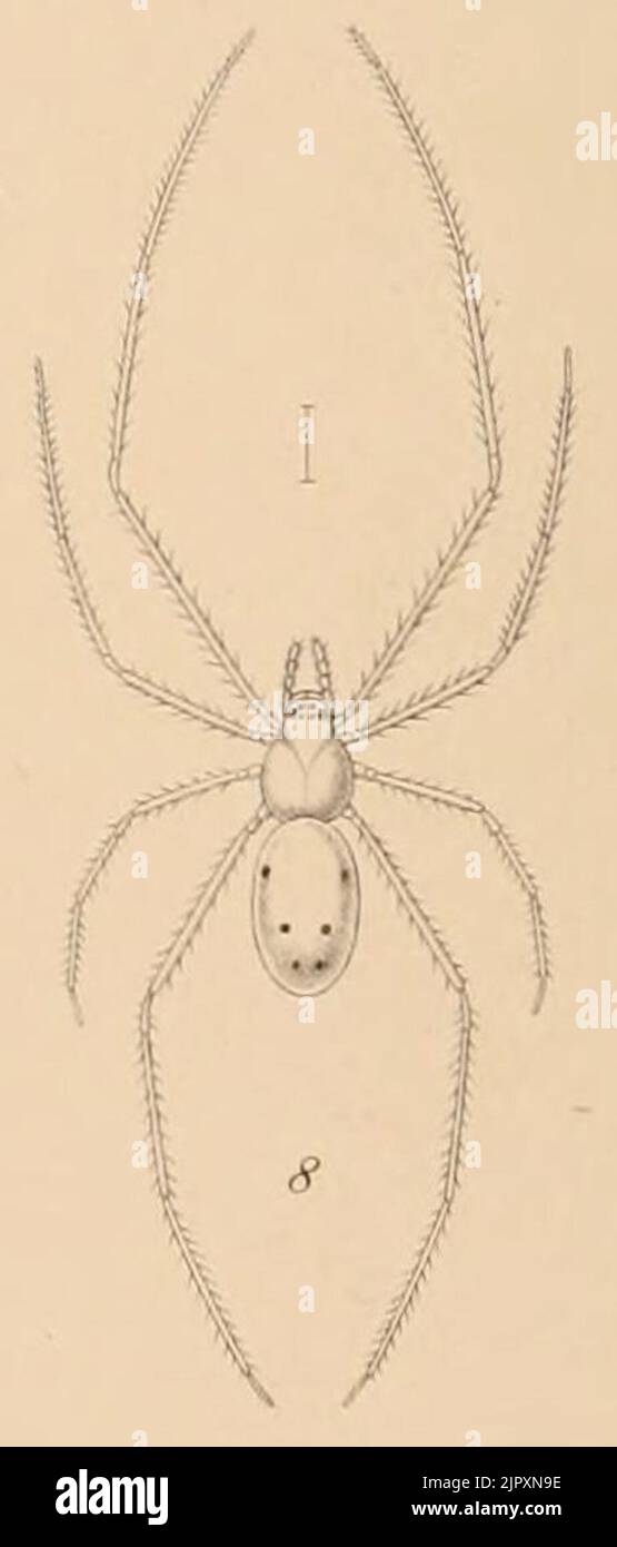 Grallator hi-res stock photography and images - Alamy