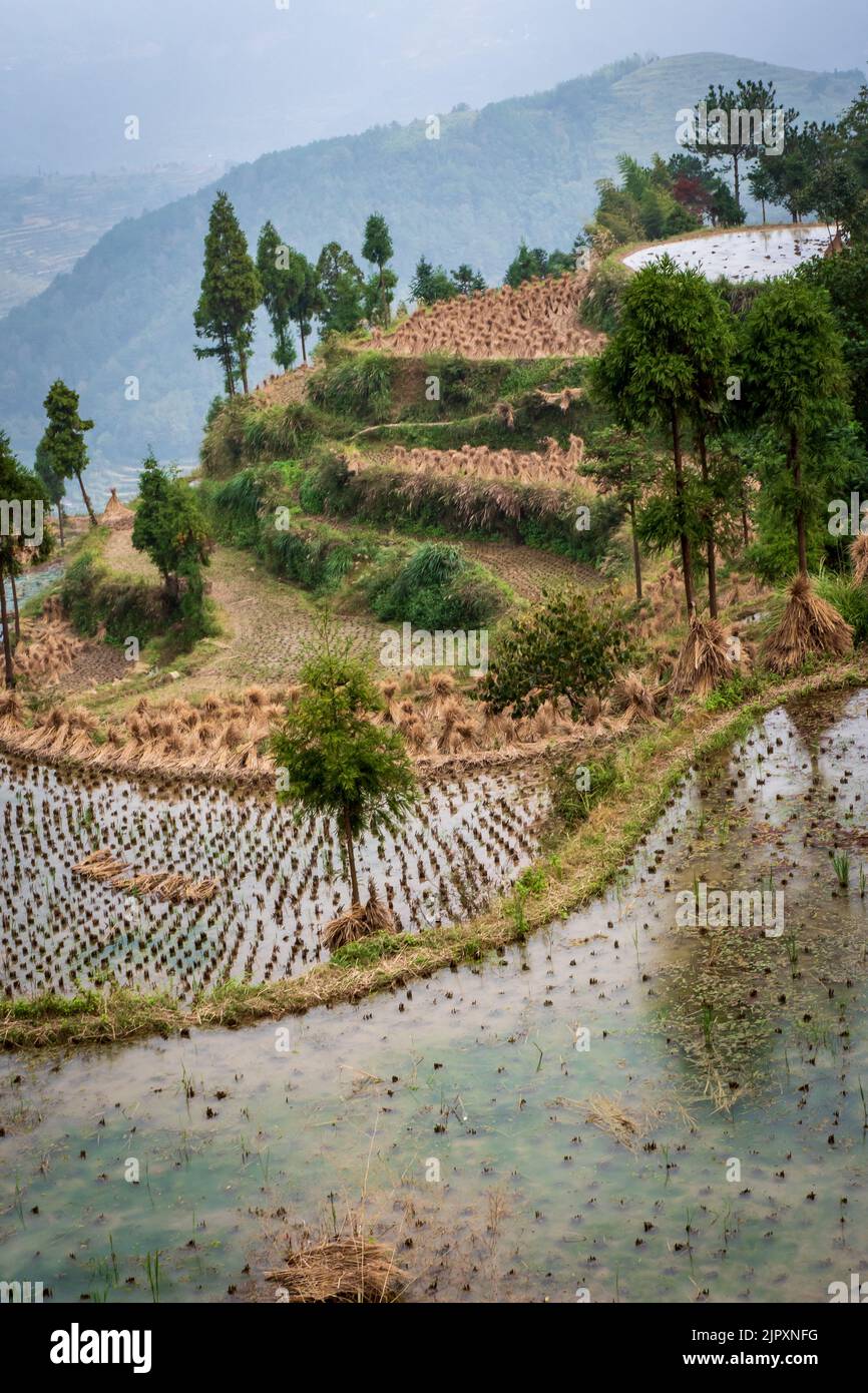 Terraced rice paddy fields provide a scenic agricultural beauty in ...
