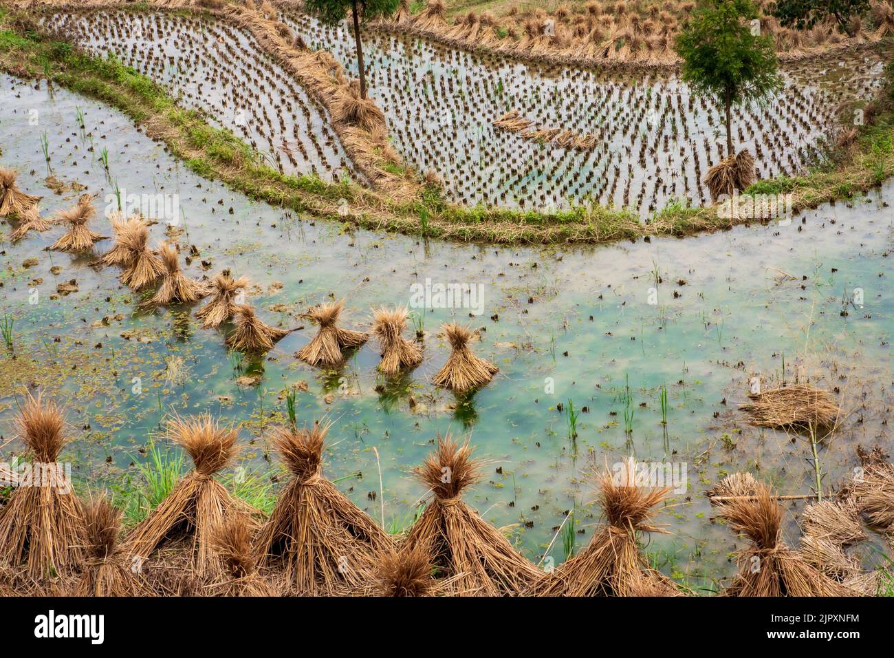 Terraced rice paddy fields provide a scenic agricultural beauty in ...
