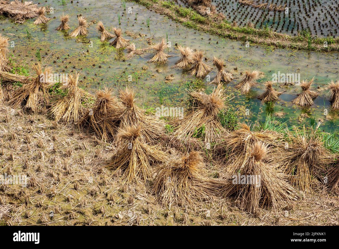 Terraced rice paddy fields provide a scenic agricultural beauty in ...