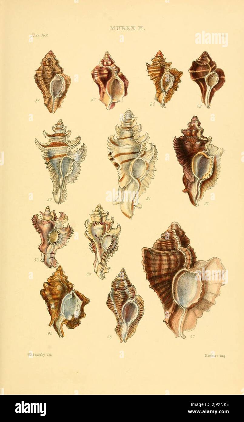 Thesaurus conchyliorum, or, Monographs of genera of shells (8293794407 ...