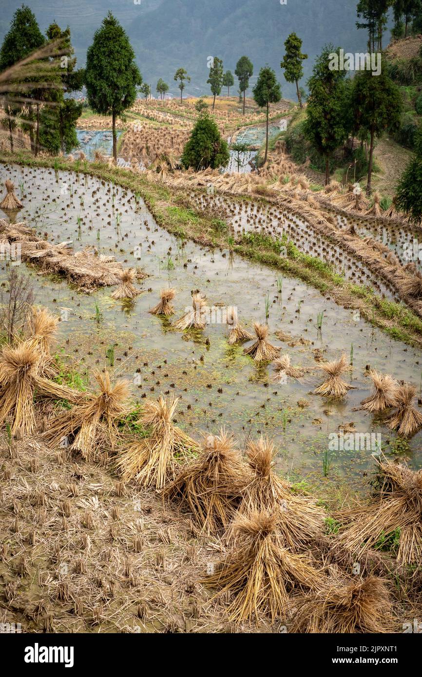Terraced rice paddy fields provide a scenic agricultural beauty in ...