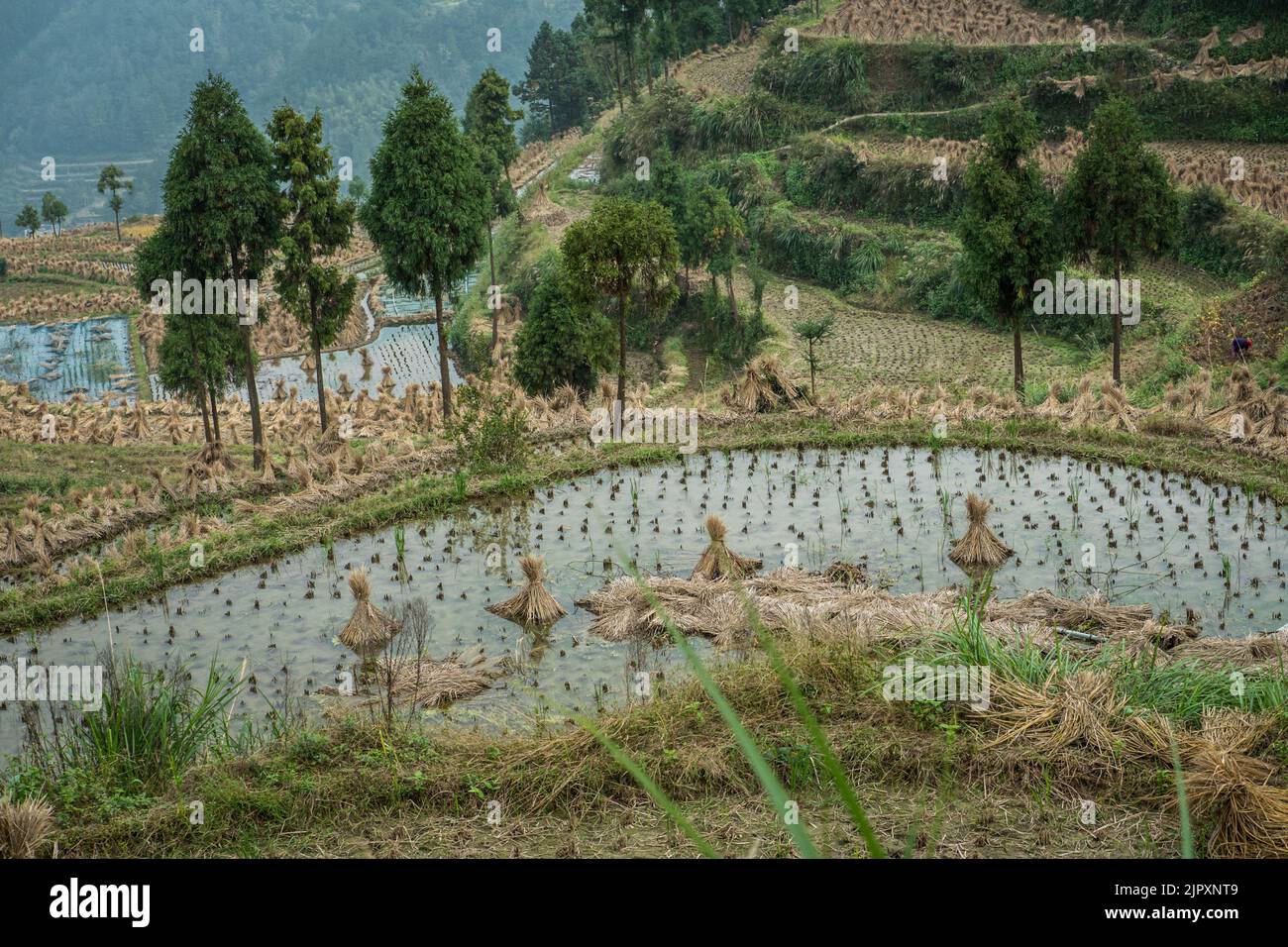 Terraced rice paddy fields provide a scenic agricultural beauty in ...