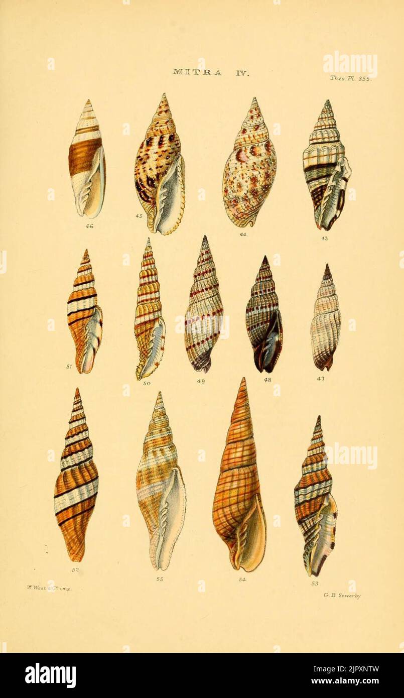 Thesaurus conchyliorum, or, Monographs of genera of shells (8294832326 ...