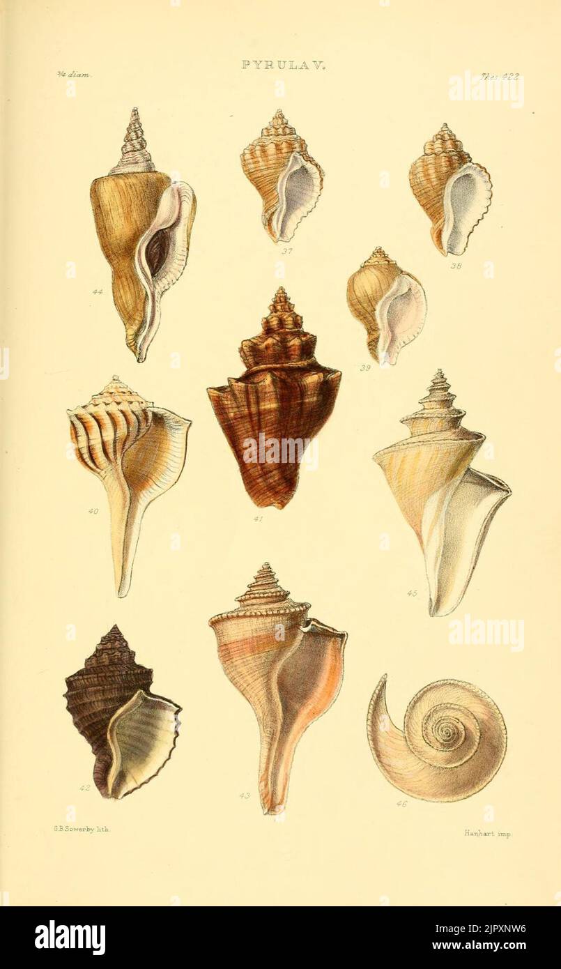 Thesaurus conchyliorum, or, Monographs of genera of shells (8294871664 ...