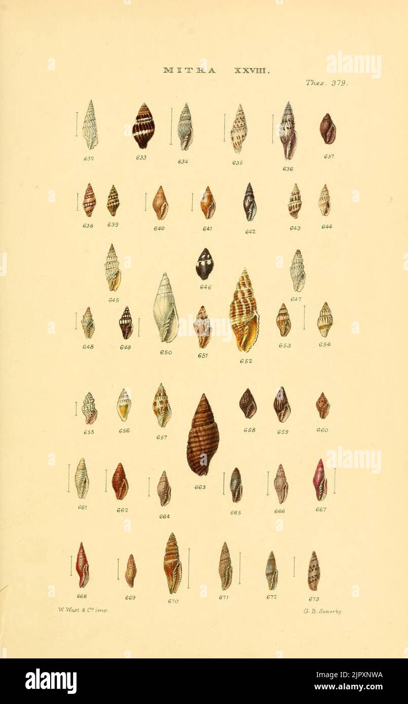 Thesaurus conchyliorum, or, Monographs of genera of shells (8294843758 ...